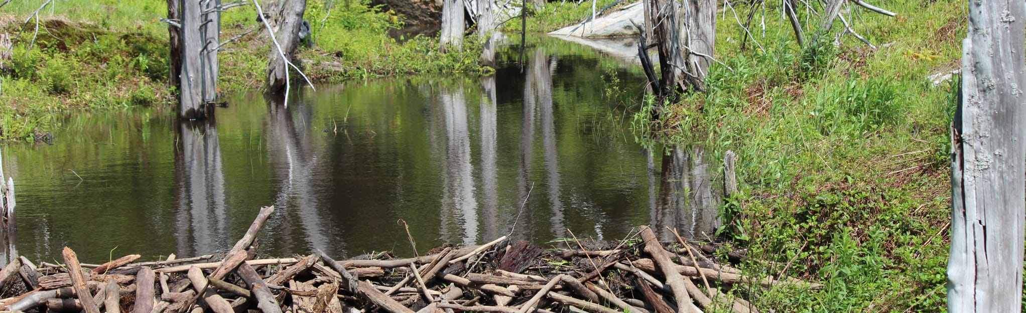 Timberdoodle Flats Interpretive Trail, Pennsylvania - 40 Reviews, Map ...