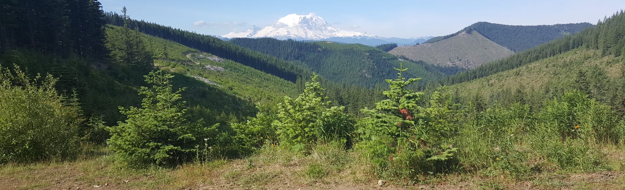 Kelly Butte Trail #1031, Washington - 802 Reviews, Map | AllTrails