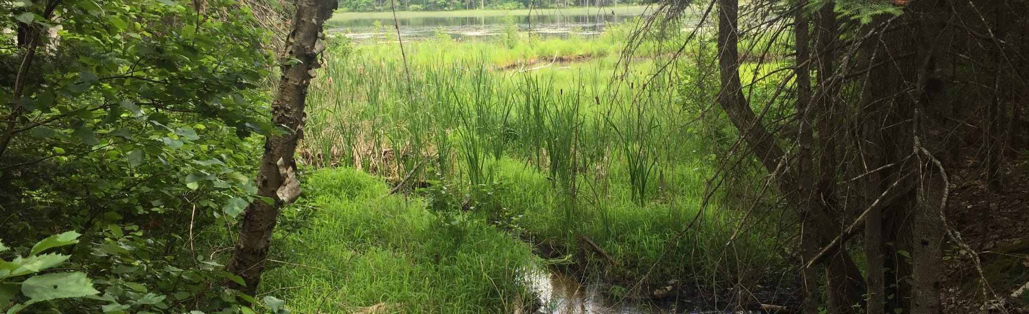 Shingle Mill Pathway, Michigan - 191 Reviews, Map | AllTrails