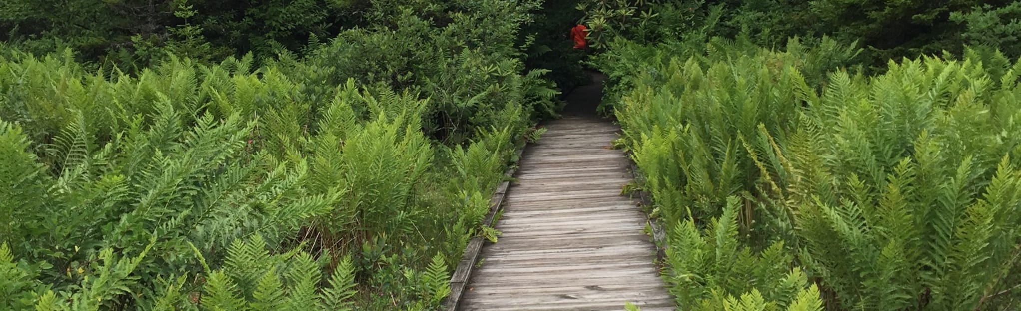 Cranberry Bog Boardwalk, West Virginia - 185 Reviews, Map | AllTrails
