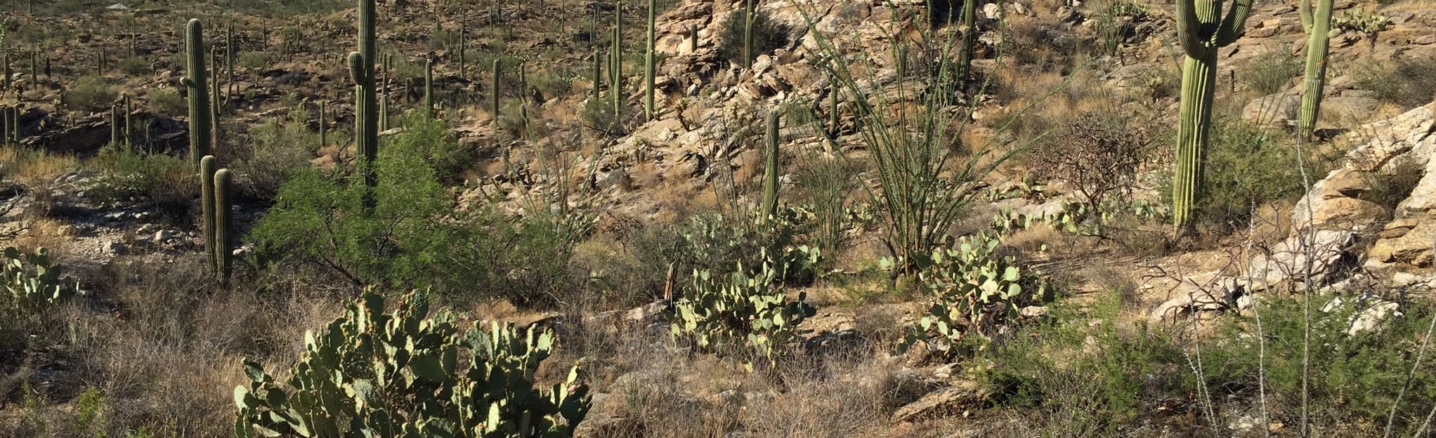 Tanque Verde Ridge, Arizona - 1,566 Reviews, Map | AllTrails