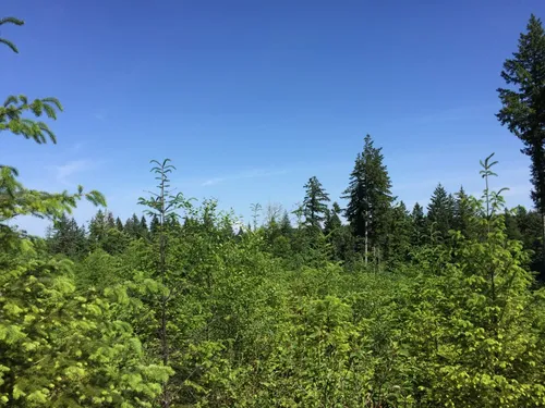 10 Best Hikes and Trails in Capitol State Forest | AllTrails