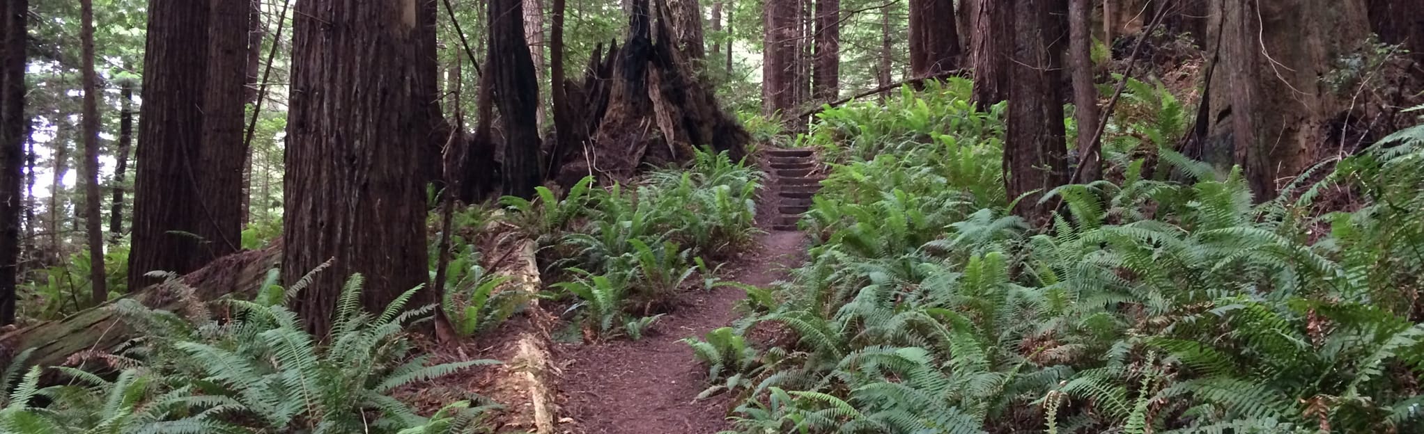 Elk River Trail: 330 Reviews, Map - California | AllTrails