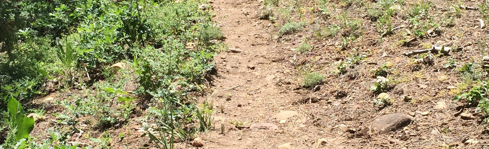 Muleshoe Loop: 15 Reviews, Map - Colorado | AllTrails