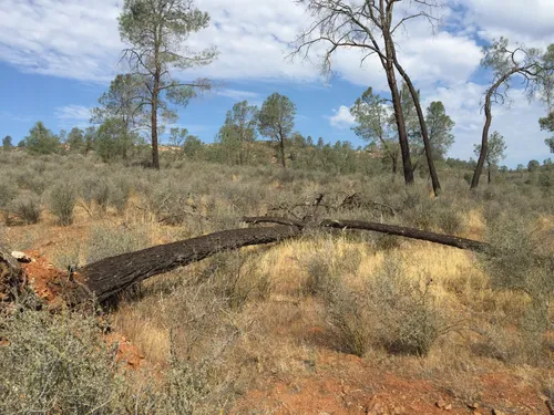 Best Hikes and Trails in Red Hills Recreation Management Area | AllTrails