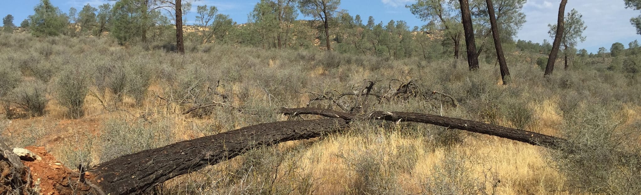 Old Stage and Soaproot Ridge Loop (Short Option): 108 Reviews, Map ...