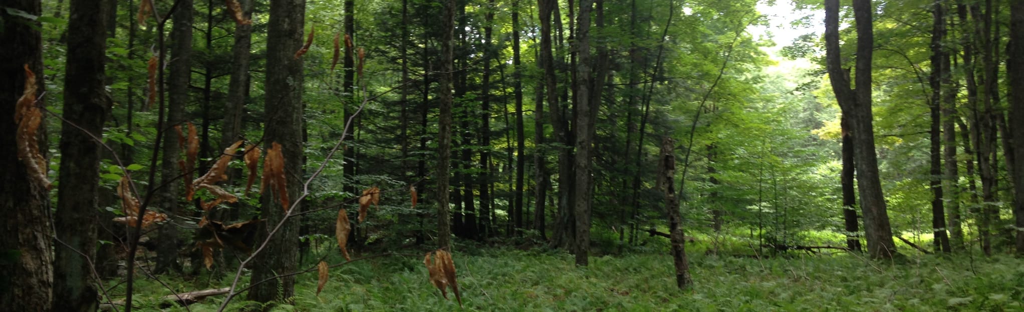 Laurel Ridge Trail: 7 Reviews, Map - Pennsylvania | AllTrails