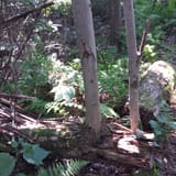 Chuck Keiper Trail: Short Loop, Pennsylvania - 16 Reviews, Map | AllTrails