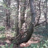 Chuck Keiper Trail: Short Loop, Pennsylvania - 16 Reviews, Map | AllTrails