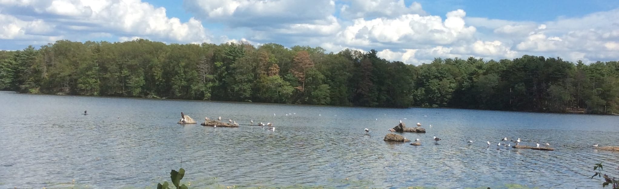 Turner Loop Trail: 515 Reviews, Map - Rhode Island | AllTrails