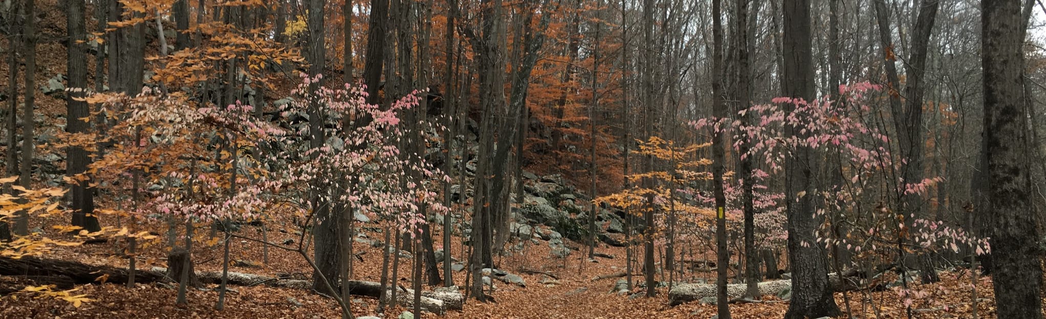 Ridge Run Trail to River Road Loop, Connecticut - 423 Reviews, Map ...