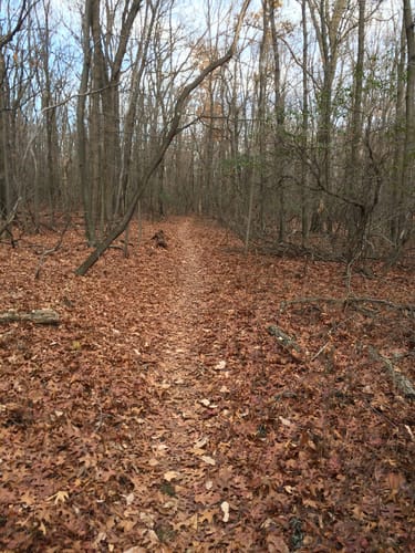Best Hikes and Trails in Mount Penn Preserve | AllTrails