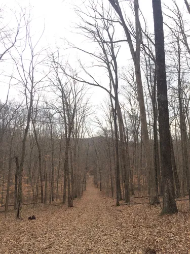 Best Hikes and Trails in Clark State Forest | AllTrails