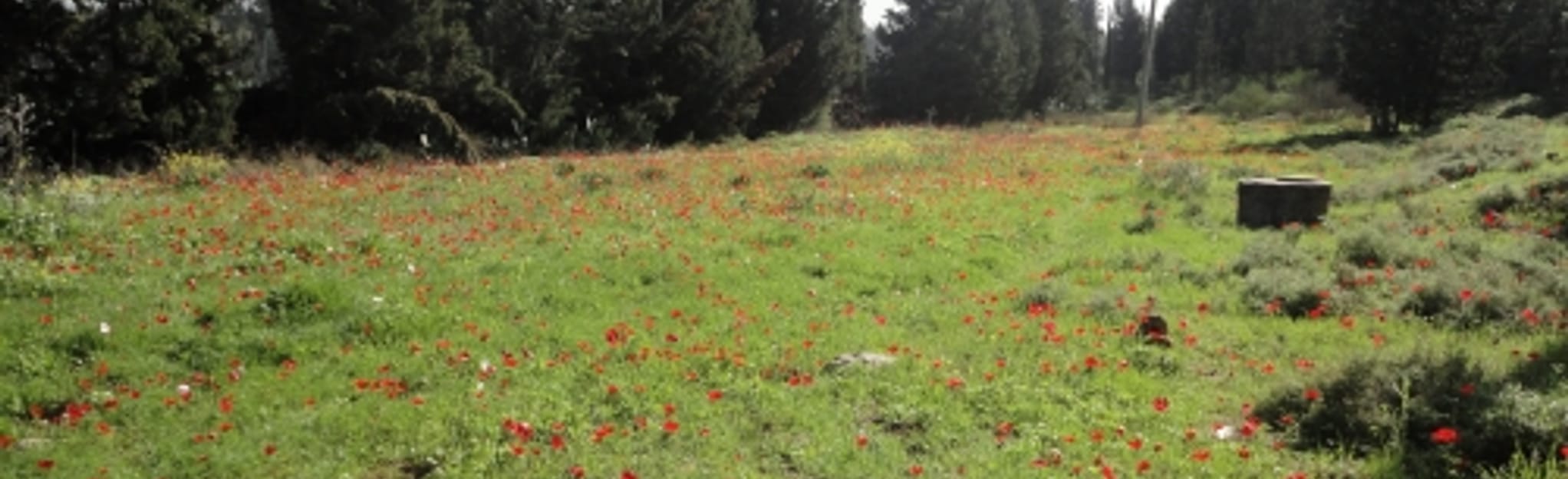 Kochav Yair, Tzur Yigal and Tsur Natan Forest | Map, Guide - Central ...