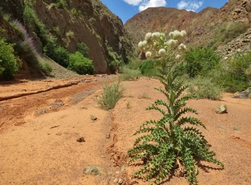 10 Best Trails and Hikes in Kyrgyzstan | AllTrails