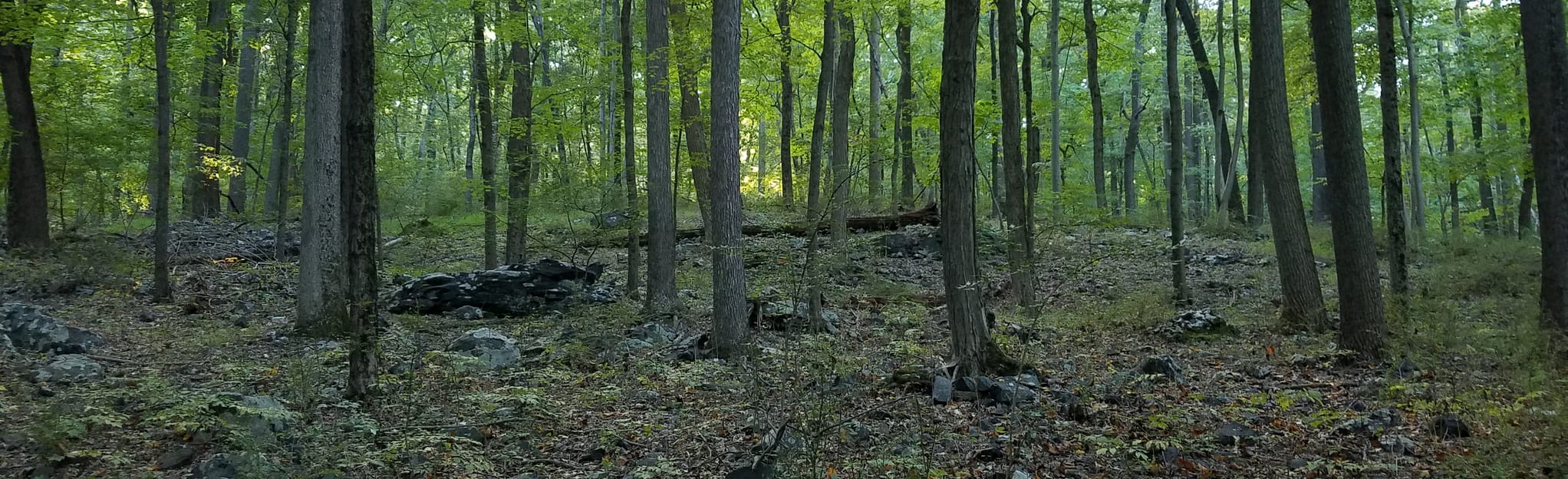 Devils Half-Acre, Pipeline, and Maple Flats Trail Loop, New Jersey ...