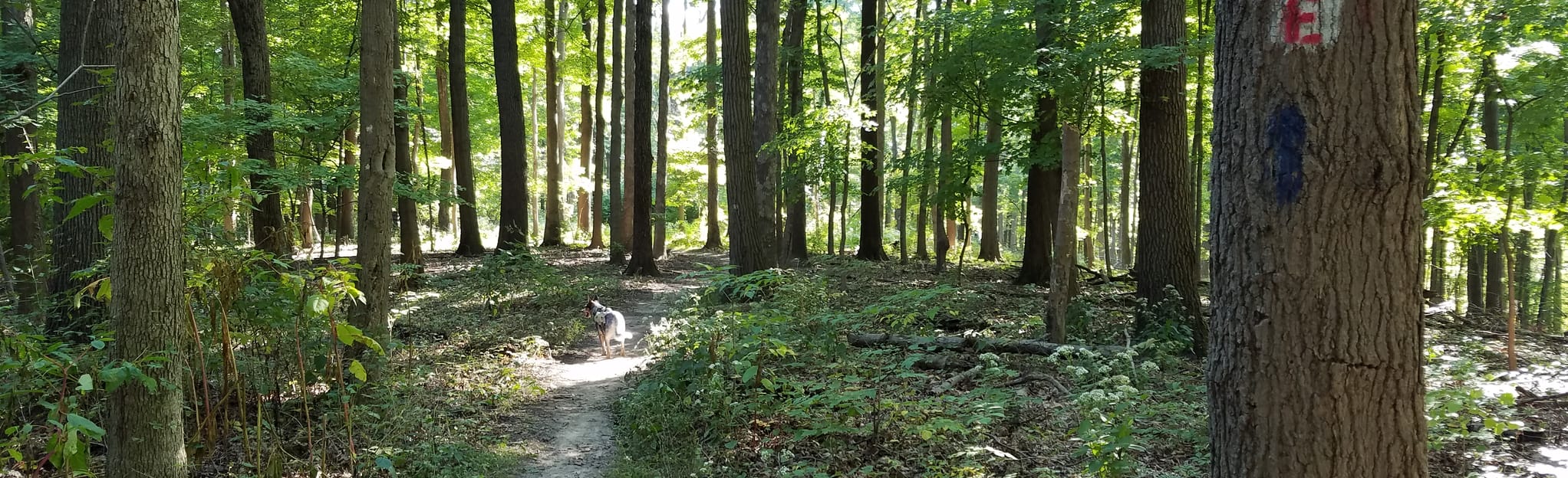 Mt. Airy Explorer's Trail: 150 Reviews, Map - Ohio | AllTrails