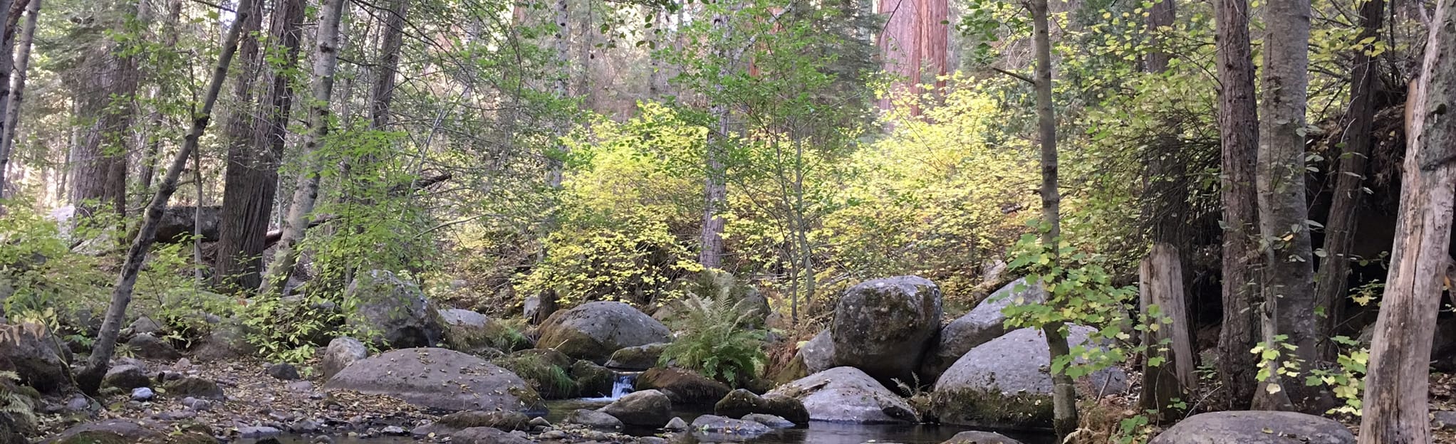 Camp Nelson Trail: 261 Reviews, Map - California | AllTrails