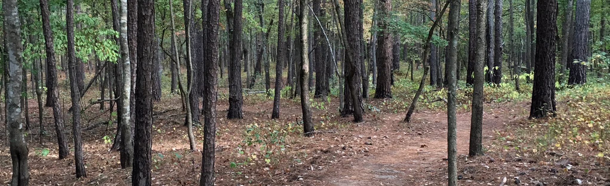 Dauset Nature Center Loop, Georgia - 605 Reviews, Map | AllTrails