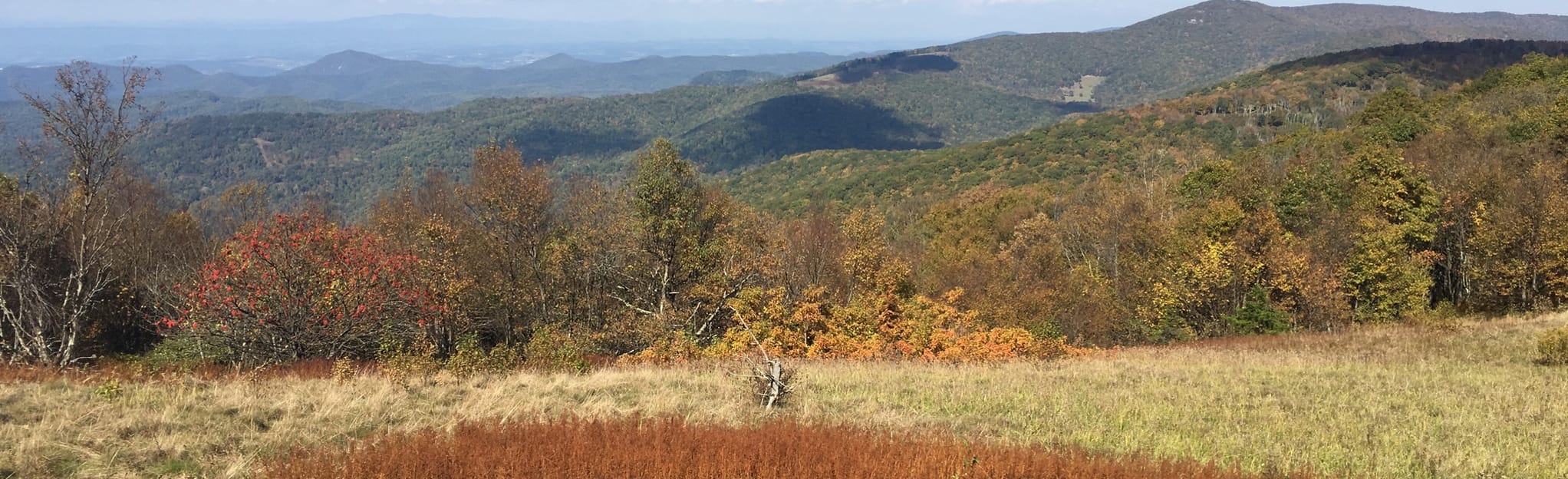 Cole Mountain via Appalachian Trail - Virginia | AllTrails