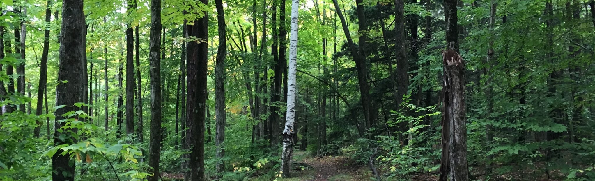 Colgate Trail, New York - 69 Reviews, Map | AllTrails