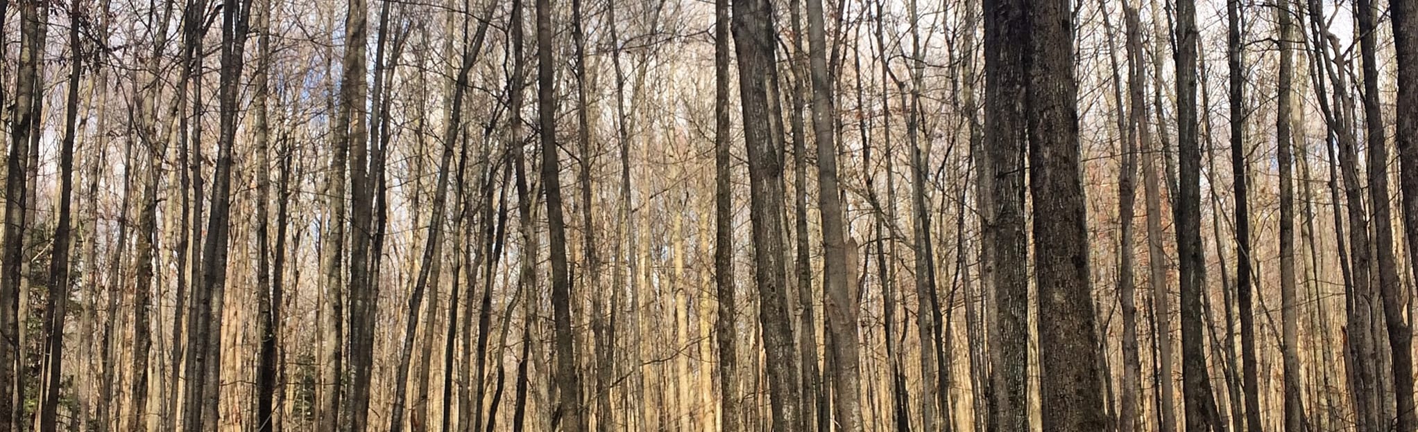 Summerstown Forest: Short Blue, Ontario, Canada - 88 Reviews, Map ...