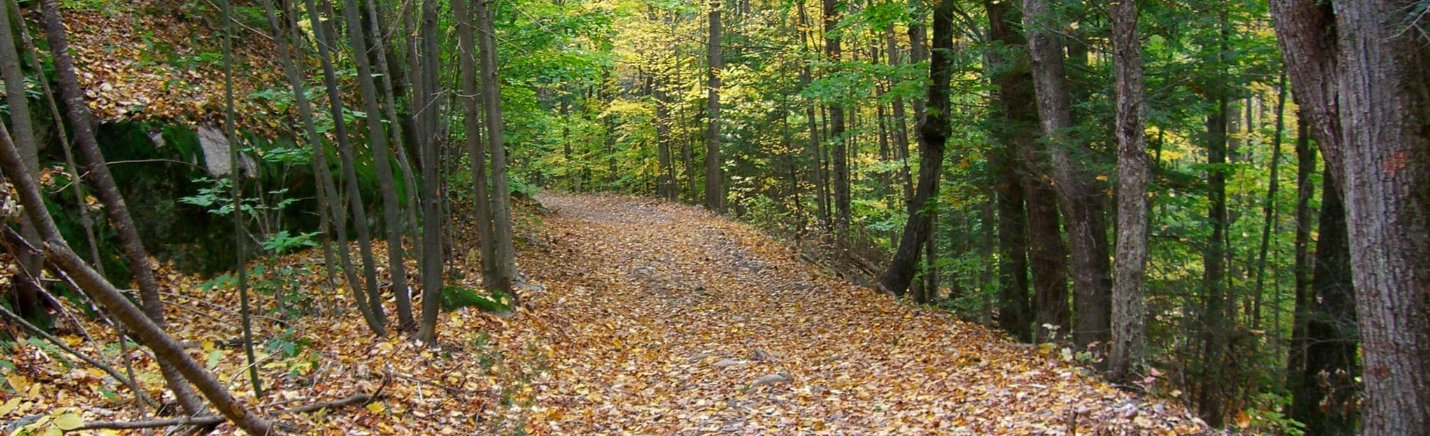 Bee Trail Loop Trail: 343 Reviews, Map - New York | AllTrails