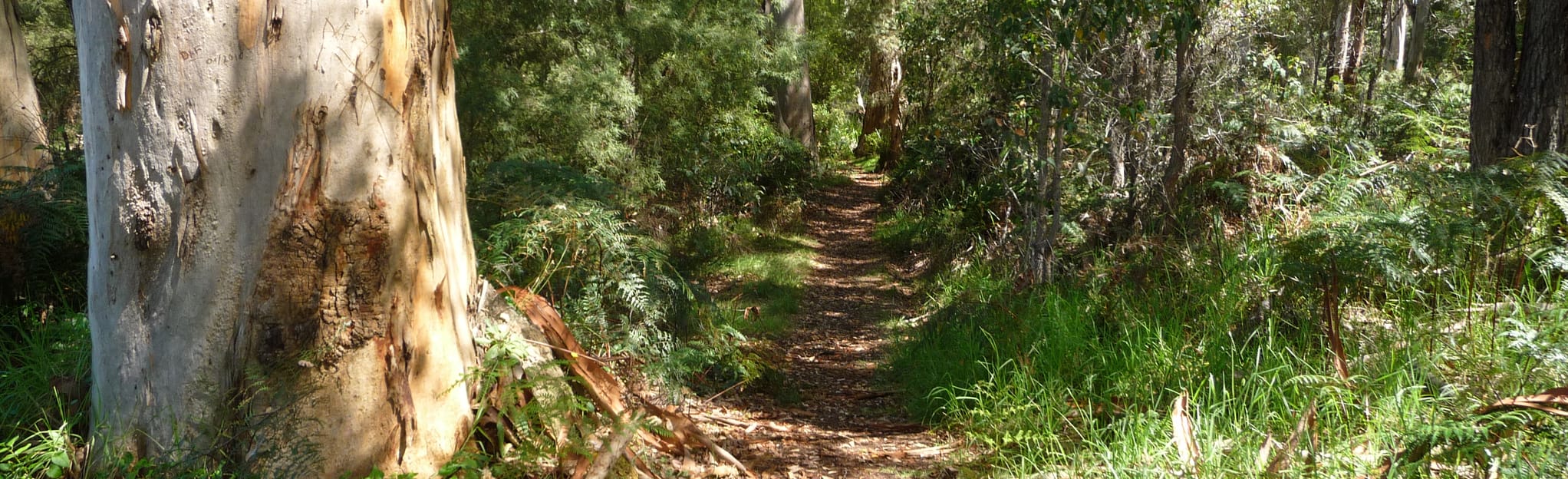 Karri Walk Trail: 37 Reviews, Map - Western Australia, Australia ...