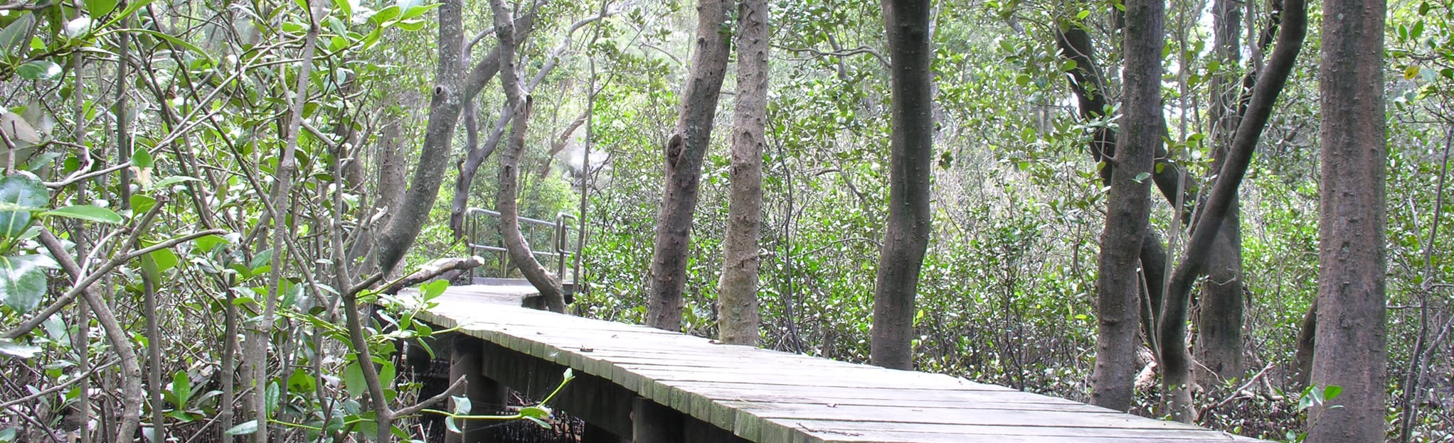 West Pymble to Hunter's Hill via Great North Walk | Map, Guide - New ...