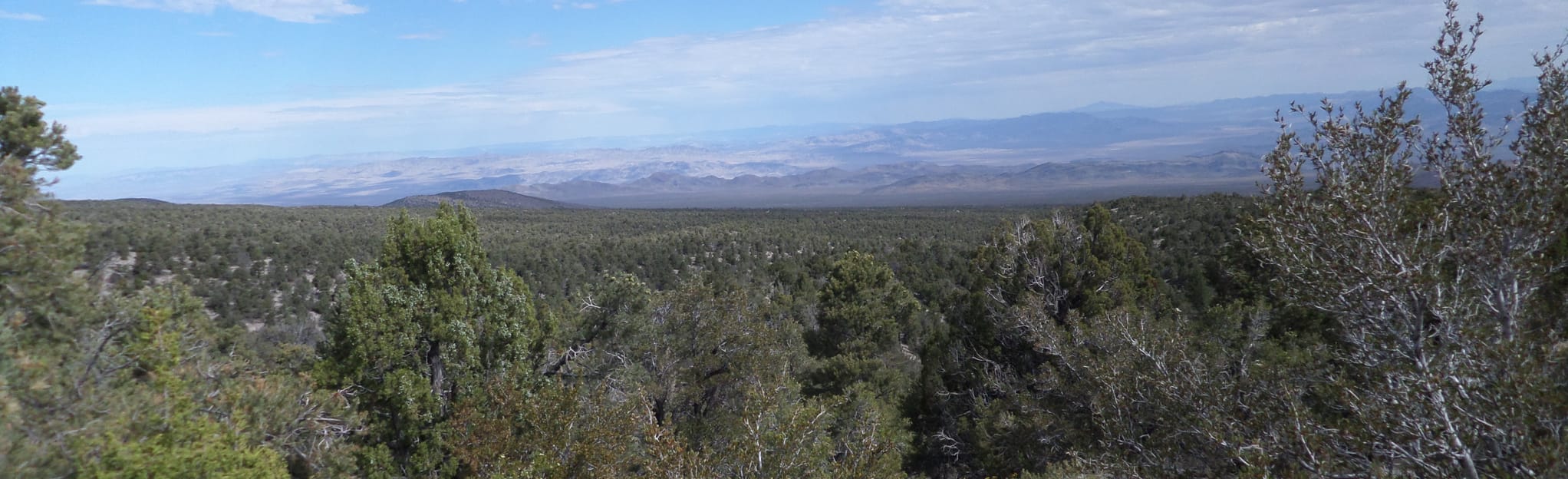 Pinyon Pine Trail, Nevada - 100 Reviews, Map | AllTrails