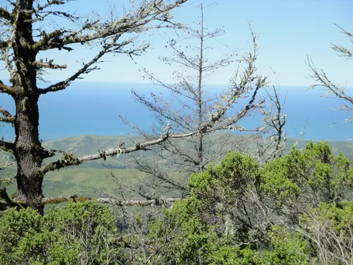 10 Best Hikes and Trails in Purisima Creek Redwoods Open Space Preserve ...
