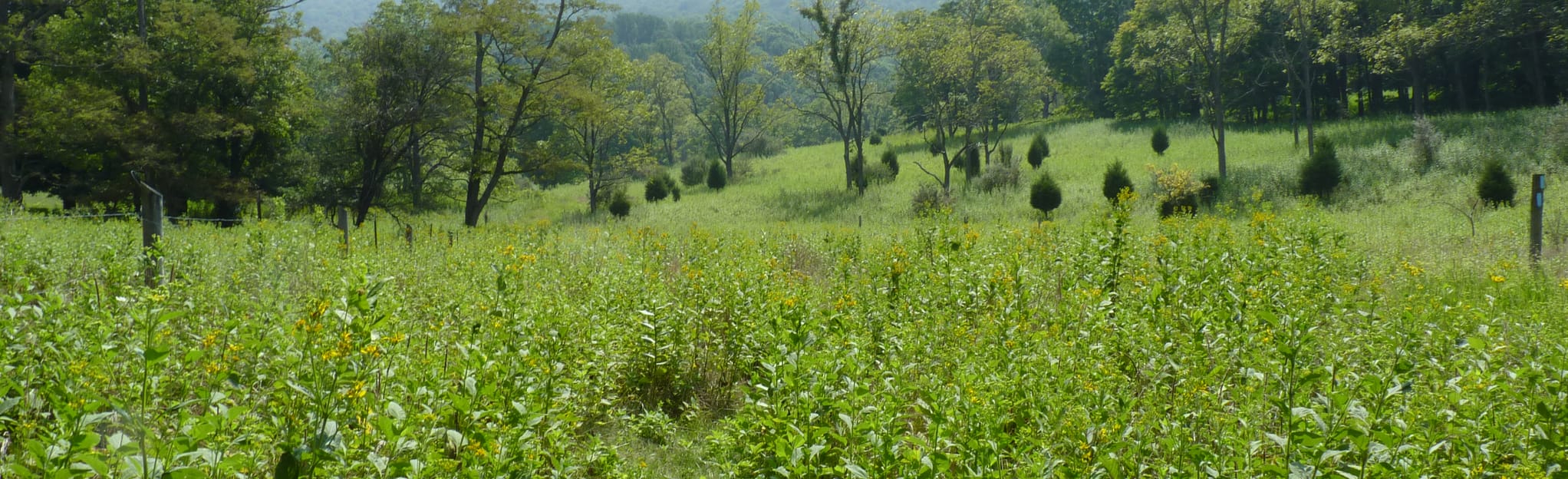 Groundhog Trail, West Virginia - 19 Reviews, Map | AllTrails