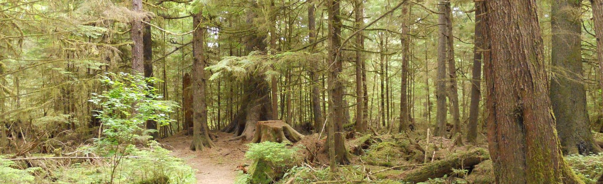 Golden Spruce Trail, British Columbia, Canada - 31 Reviews, Map | AllTrails
