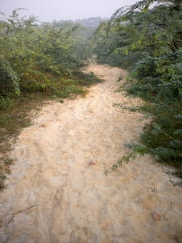 10 Best Walking Trails in Asola Bhatti Wildlife Sanctuary | AllTrails