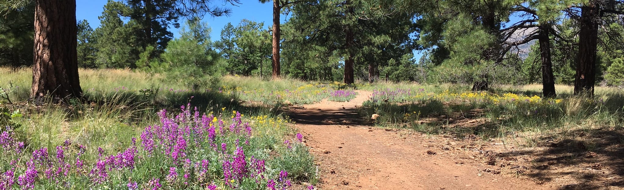 Campbell Mesa Loop, Arizona - 1,154 Reviews, Map | AllTrails