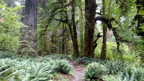 10 Best Trails and Hikes in Forks | AllTrails