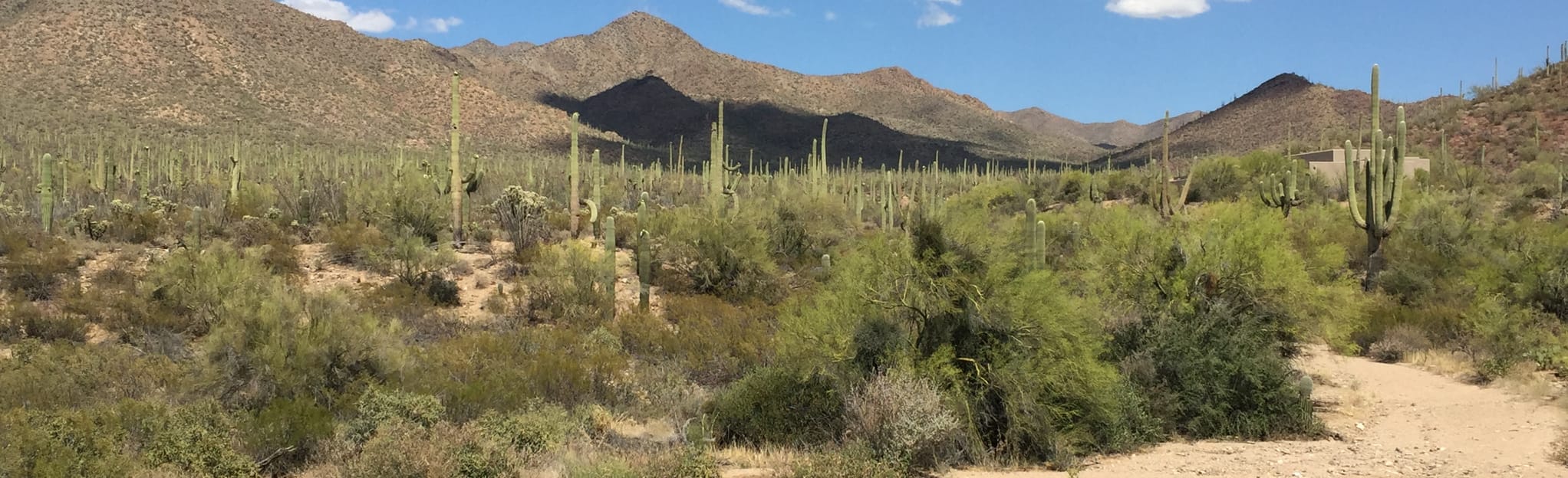 Desert Wash Trail, Arizona - 92 Reviews, Map | AllTrails