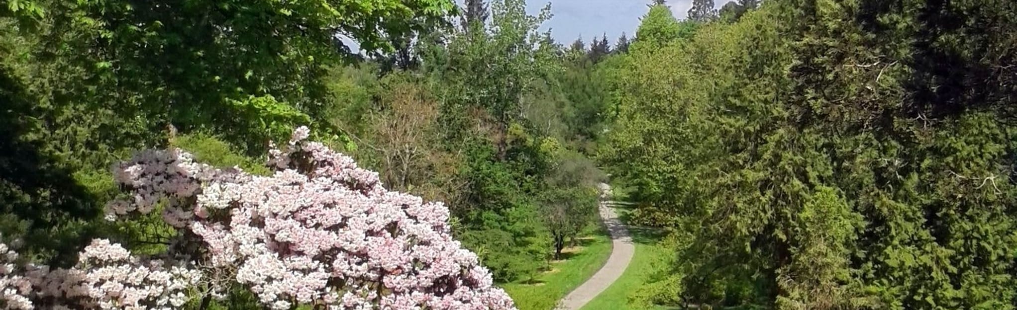 The Washington Park Arboretum: 1402 Reviews, Map - Washington | AllTrails