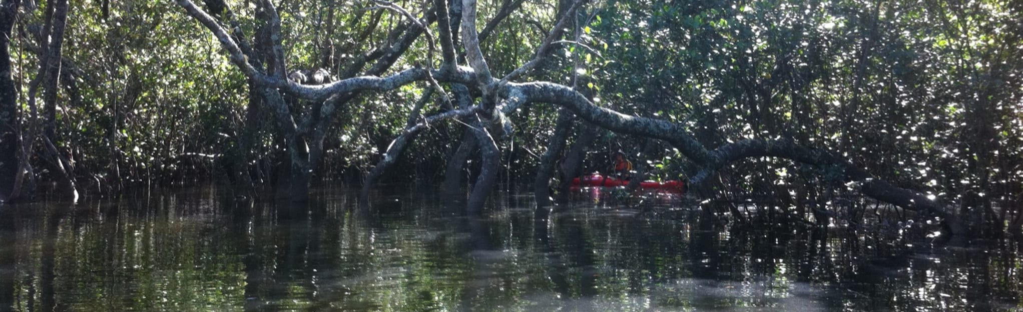 Calabash Bay Explorer Paddle - New South Wales, Australia | AllTrails