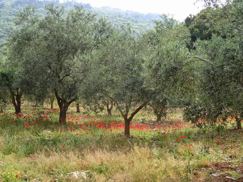 2023 Best 10 Moderate Trails in Har Meron Nature Reserve | AllTrails
