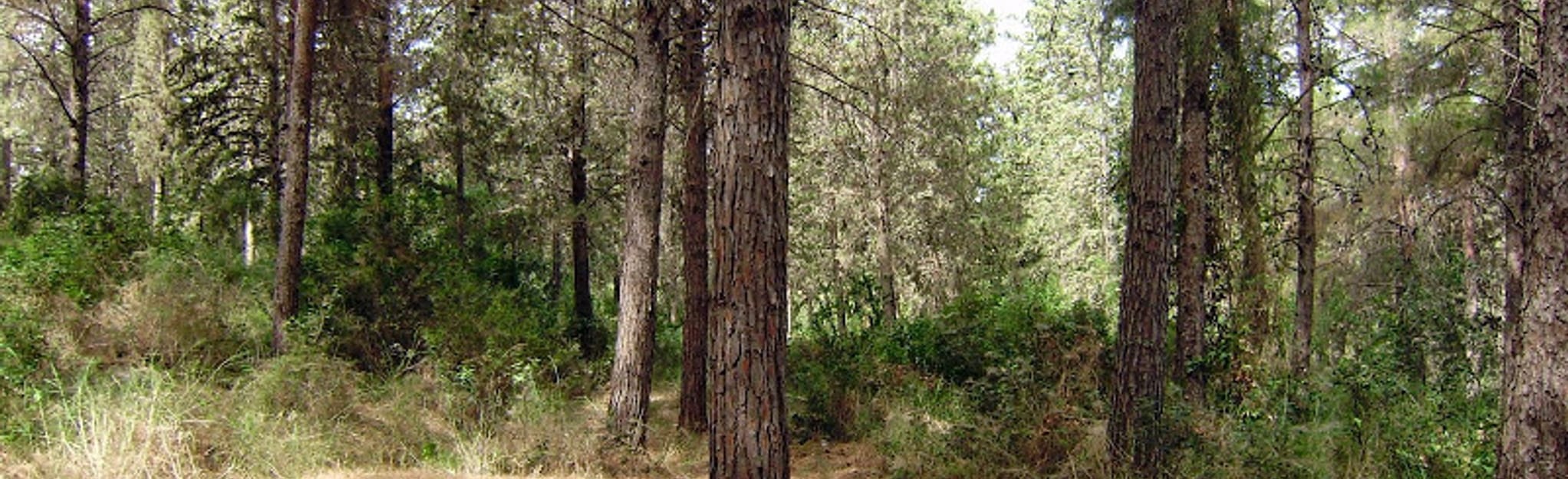 Kabri Forest Circuit: 6 Reviews, Map - Northern District HaZafon ...