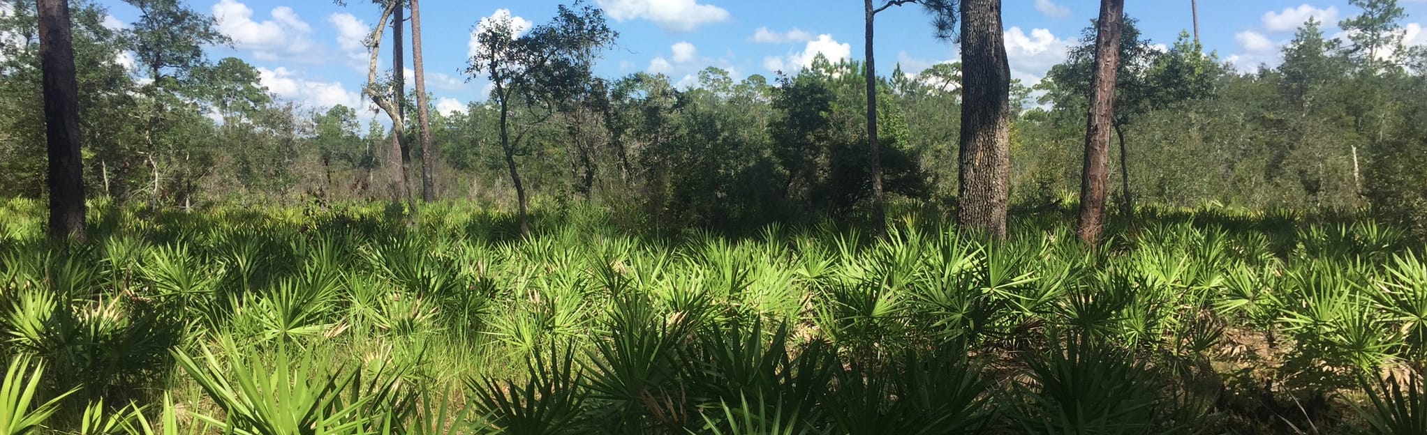 River Sink Trail, Florida - 380 Reviews, Map | AllTrails