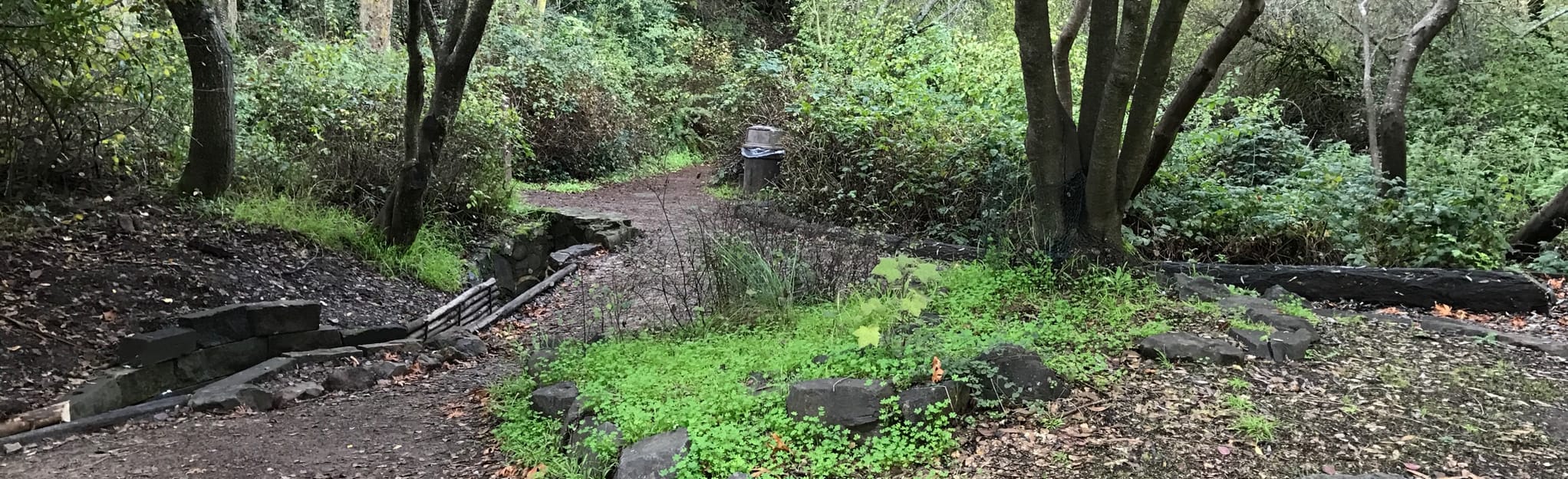 AllTrails | Pine Tree Trail and Laurel Canyon Loop: 120 Reviews, Map ...