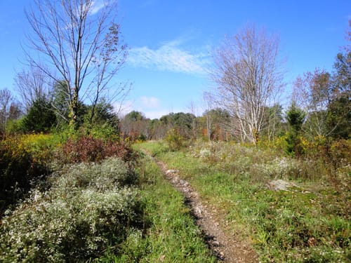 Best Hikes and Trails in Stewart State Forest | AllTrails