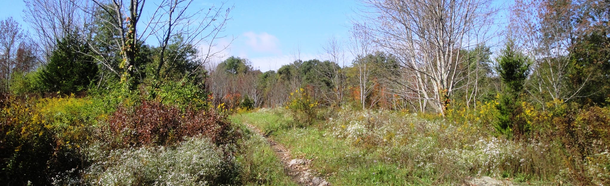 Stewart State Forest Bike Trail: 192 Reviews, Map - New York | AllTrails