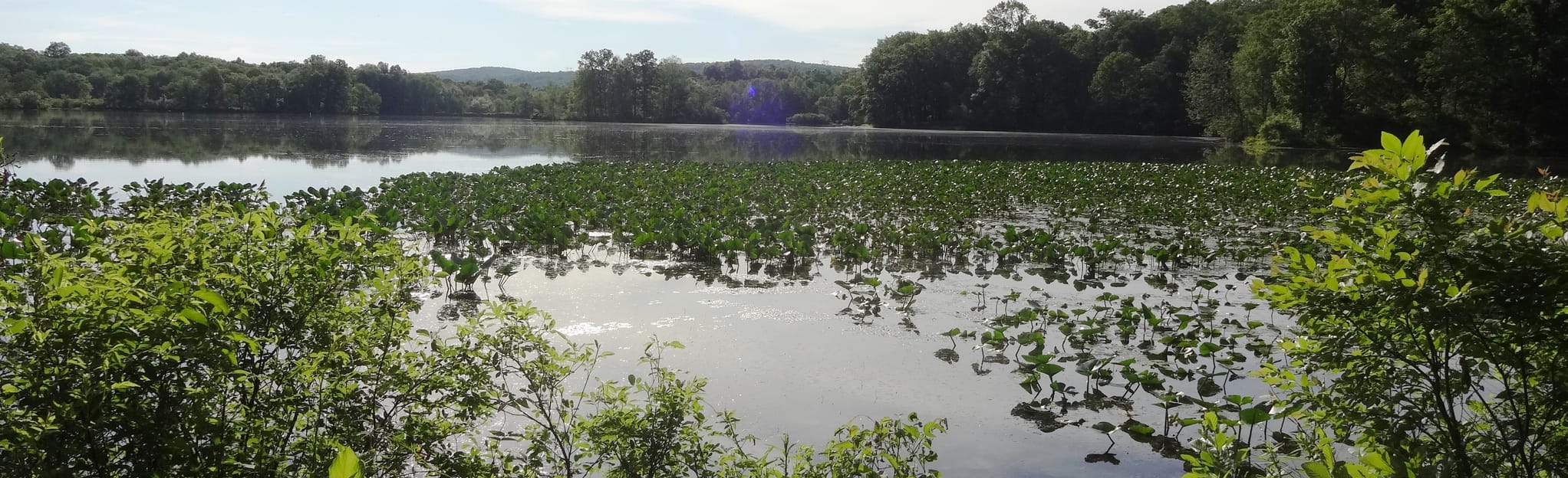 Jefferson Lake and Sunset Branch Loop, New Jersey - 528 Reviews, Map ...