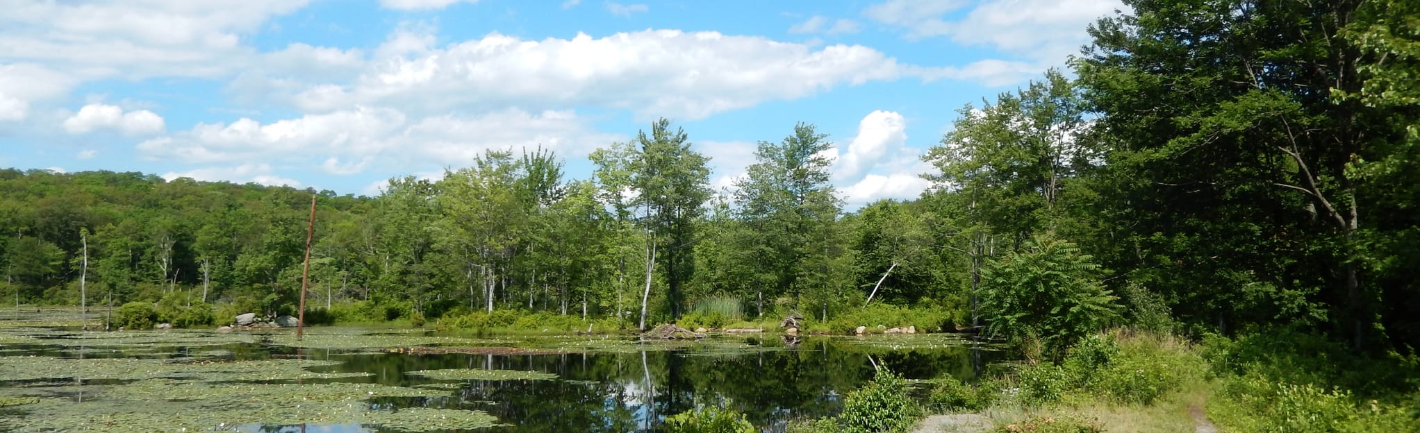 Wildcat Loop Trail: 223 Reviews, Map - New Jersey | AllTrails