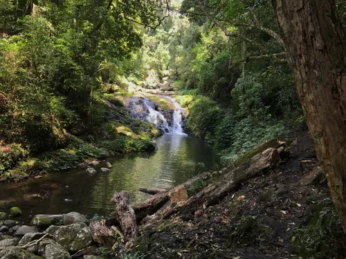 10 Best Hikes and Trails in Lamington National Park | AllTrails