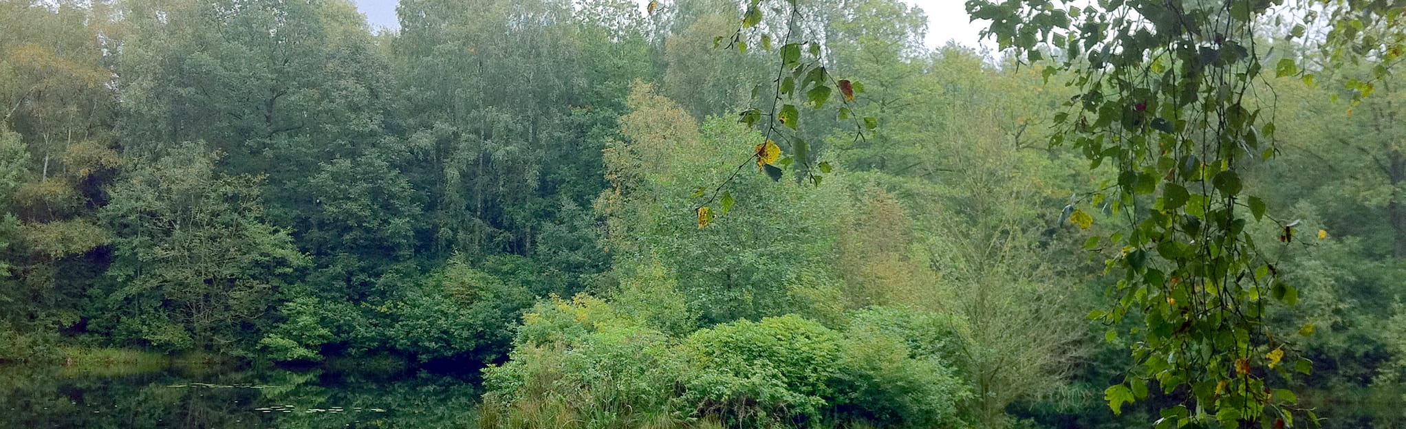Mönchsteich und Nordstrand Großensee ab Trittauerfeld, Schleswig ...