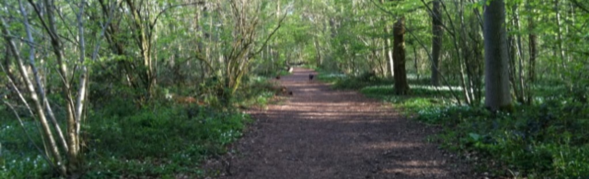 Stoke Wood Circular, Oxfordshire, England - 21 Reviews, Map | AllTrails